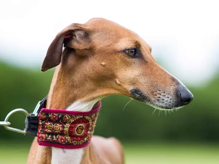 Azawak (Greyhound Afriken): deskripsyon kwaze chen an ak foto ak videyo 4949_11