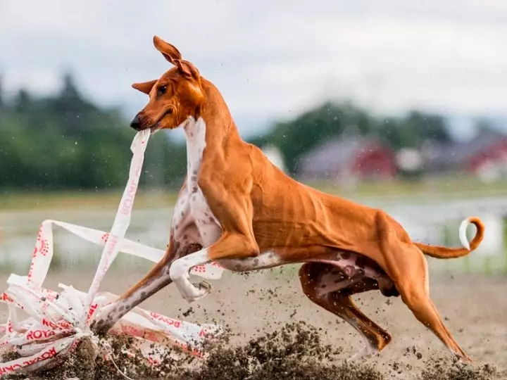 Azawak (afrikanesche Greyhound): Beschreiwung vun der Rass mat Fotoen a Videoen 4949_12