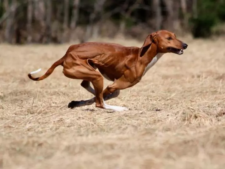 Azawak (African greyhound): deskripsi jenis anjing dengan foto dan video 4949_13
