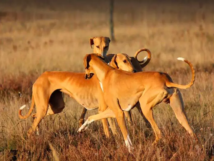 Azawak (African greyhound): nkọwa nke nkịta nwere foto na vidiyo 4949_14