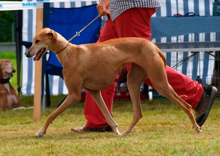 azawakh afrikansk greyhound