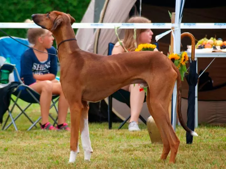 Azawak (afrikanesche Greyhound): Beschreiwung vun der Rass mat Fotoen a Videoen 4949_5