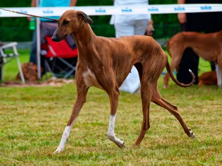 Azawak (African greyhound): kev piav qhia ntawm tus aub yug nrog duab thiab yeeb yaj kiab 4949_7