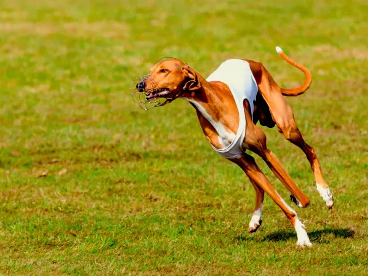 Azawak (Greyhound Afriken): deskripsyon kwaze chen an ak foto ak videyo 4949_8