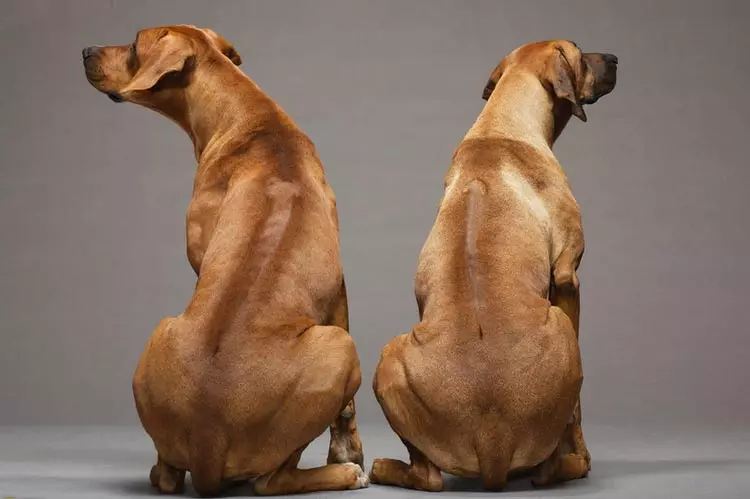 Rhodesian Ridgeback (lion lion hound): argazkiak eta bideoak, prezioak, arrazaren deskribapena 4950_11