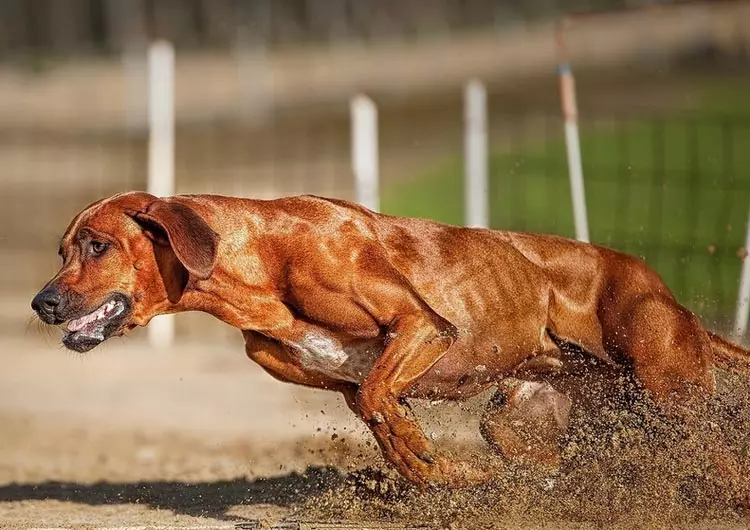 Rhodesian Ridgeback (lion lion hound): argazkiak eta bideoak, prezioak, arrazaren deskribapena 4950_4