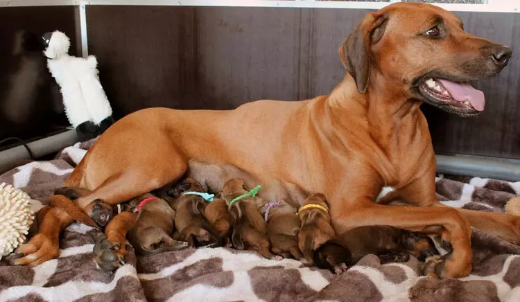 Rhodesian Ridgeback (lion lion hound): argazkiak eta bideoak, prezioak, arrazaren deskribapena 4950_7