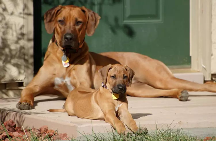 Rhodesian Ridgeback (lion lion hound): argazkiak eta bideoak, prezioak, arrazaren deskribapena 4950_9