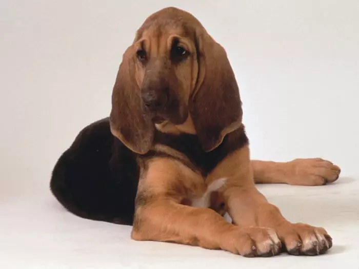 Bloodhound: foto, beskriuwing fan it ras, karakter, noarmen en prizen