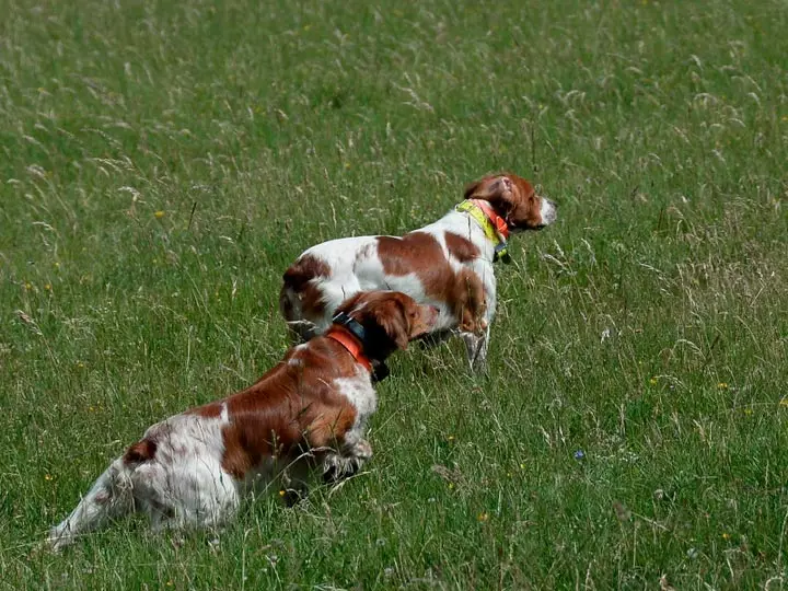 Breton Epagnol (Epanyol Breton): fotosuratlar, video bilan it zotining tavsifi 4953_12