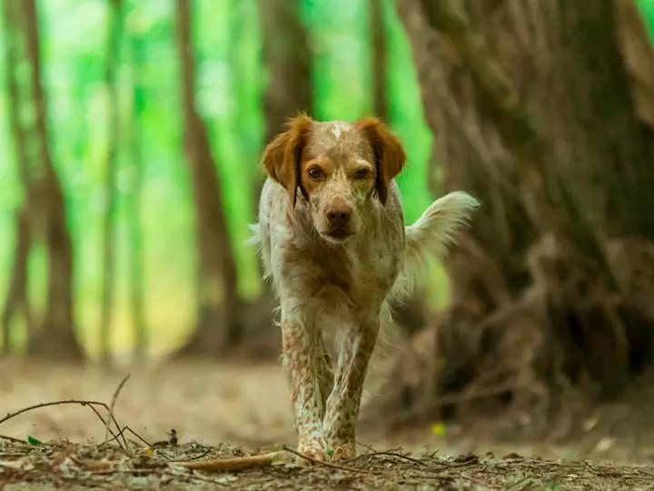 ब्रेटन इपॅग्नॉल (इपॅनॉल ब्रेटन): फोटो, व्हिडिओसह कुत्र्याच्या जातीचे वर्णन 4953_7