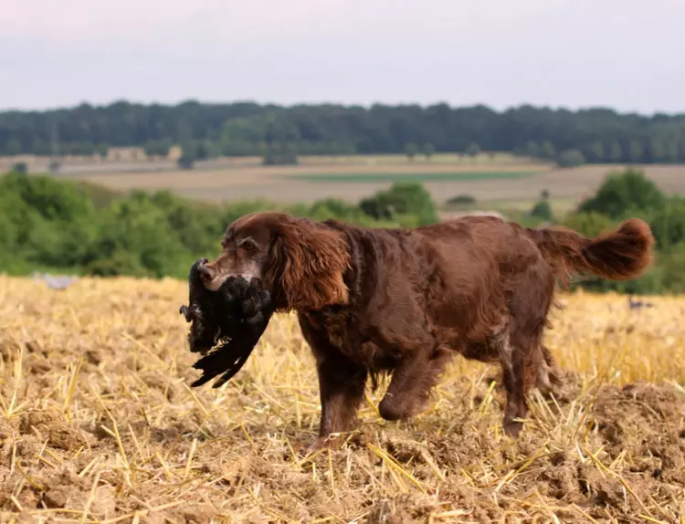 German landhaar in the field