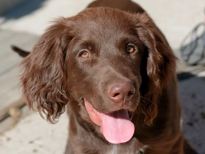 Langhaar (German Long-haired Pointing Dog): an overview of the breed with photos and videos 4954_10