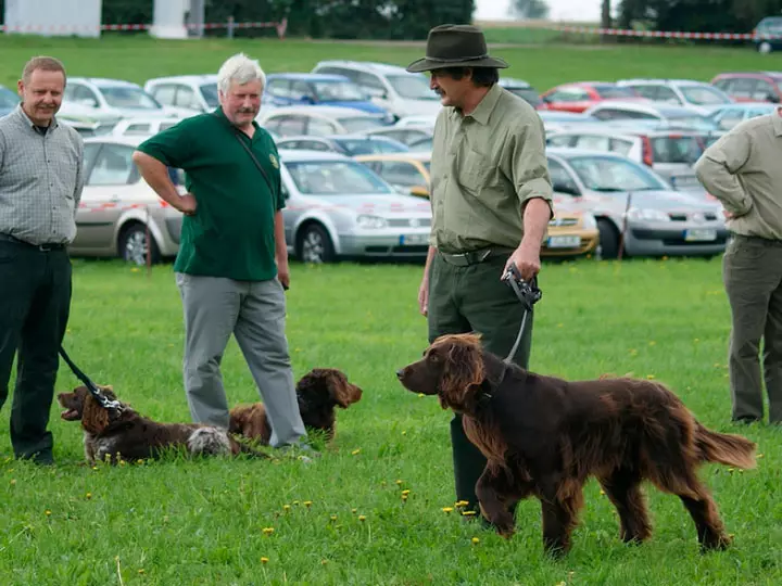 Langhaar (German Long-haired Pointing Dog): an overview of the breed with photos and videos 4954_11