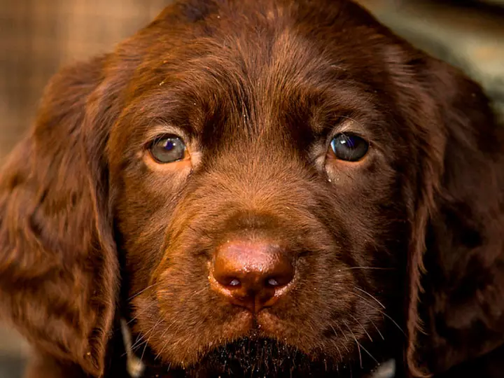 Langhaar (German Long-haired Pointing Dog): an overview of the breed with photos and videos 4954_12