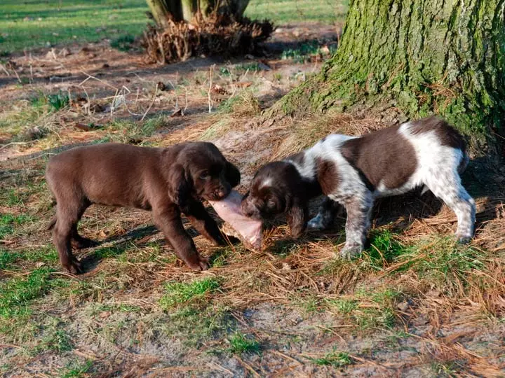 Langhaar (German Long-haired Pointing Dog): an overview of the breed with photos and videos 4954_13