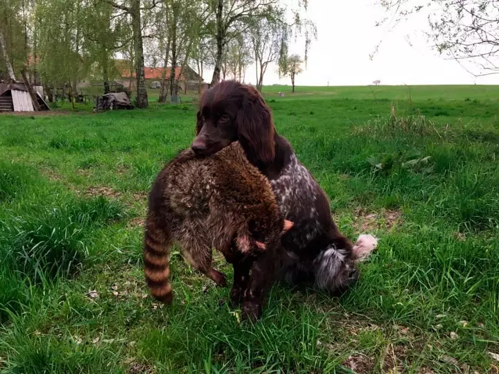 Langhaar (nemecký dlhosrstý polohovací pes): prehľad plemena s fotografiami a videami 4954_14