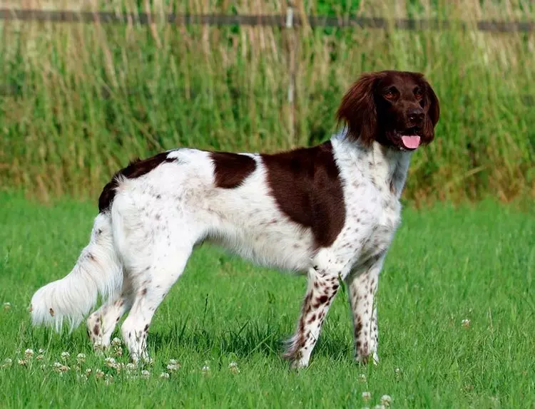 Langhaar breed standard