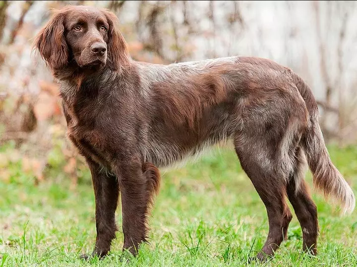 Langhaar (German Long-haired Pointing Dog): an overview of the breed with photos and videos 4954_5