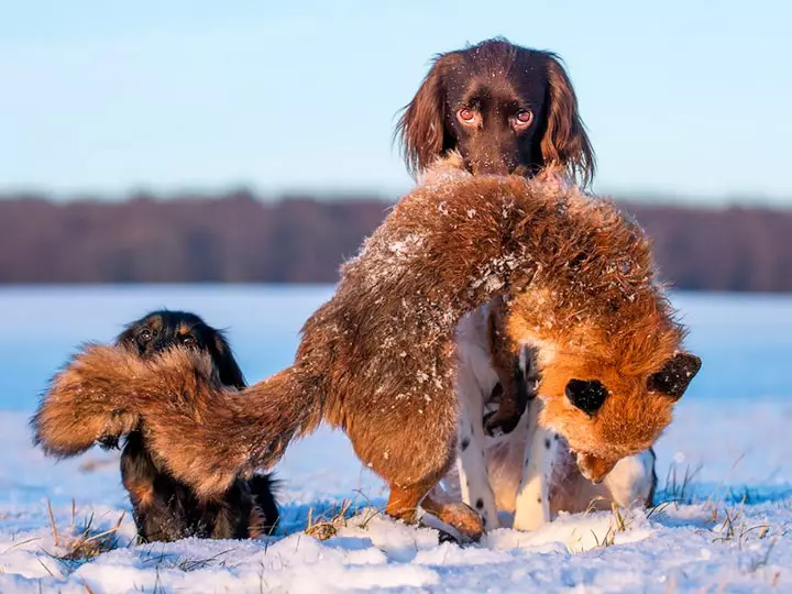 Langhaar (German Long-haired Pointing Dog): an overview of the breed with photos and videos 4954_7