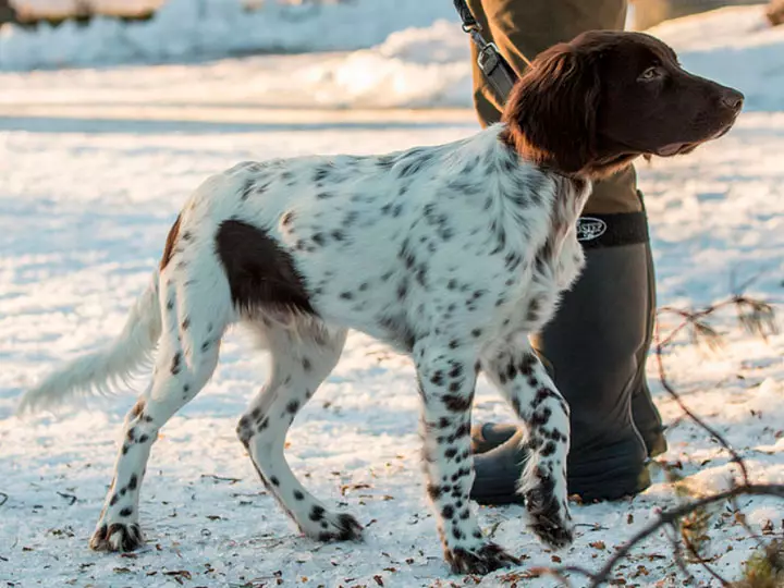 Langhaar (German Long-haired Pointing Dog): an overview of the breed with photos and videos 4954_8