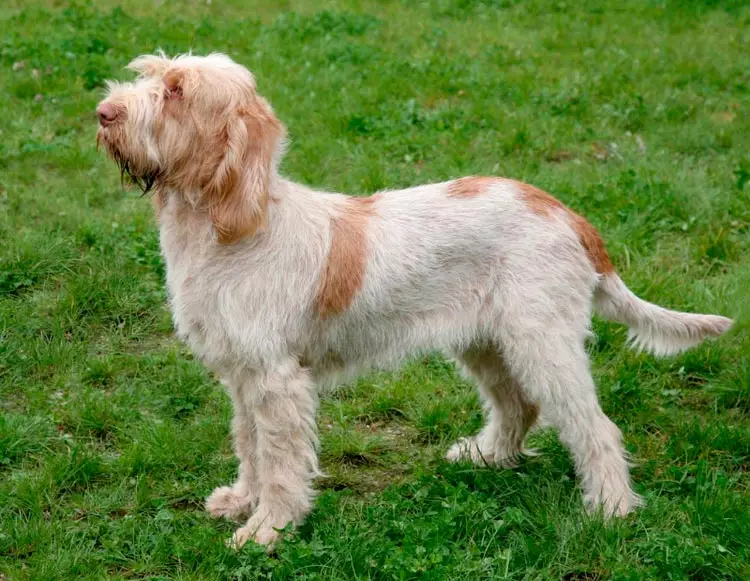 cachorro spinone