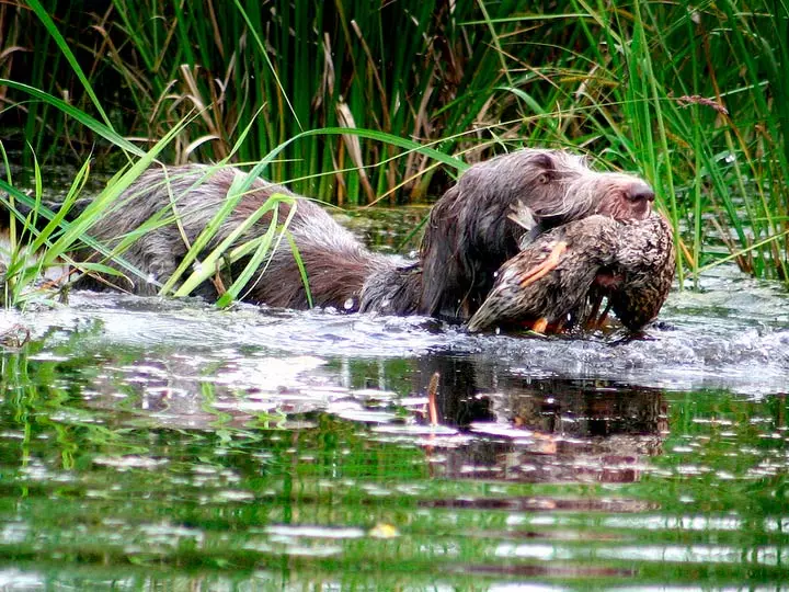 Spinone (talijanski bjeloglavi): opis pasmine sa fotografijama i video zapisima 4956_10