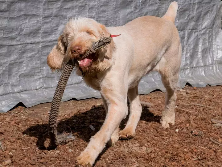 Spinone (Italian Griffon): nkọwa nke ụdị nwere foto na vidiyo 4956_12