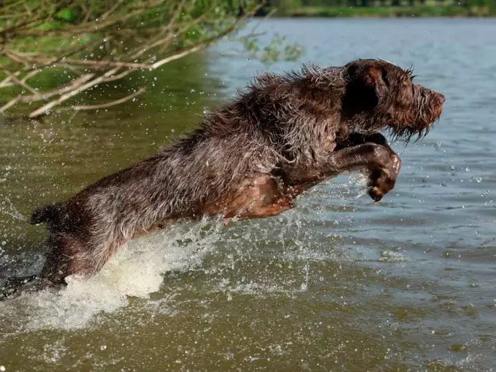 Spinone (Griffon italiano): descrición da raza con fotos e vídeos 4956_13