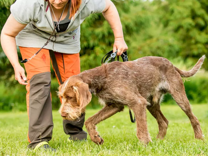 Spinone (Griffon Ý): mô tả về giống chó này bằng ảnh và video 4956_14