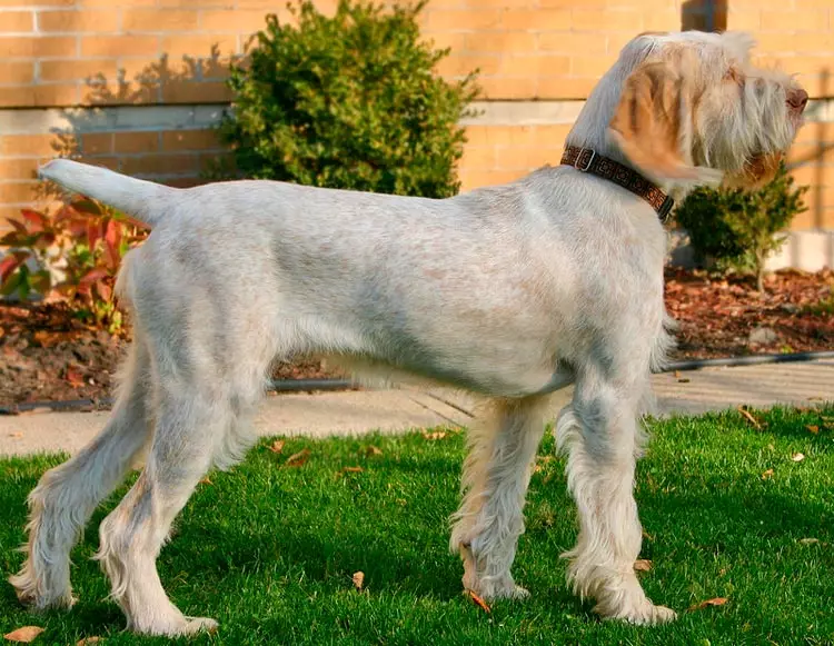 Ụkpụrụ spinone nke Italiantali