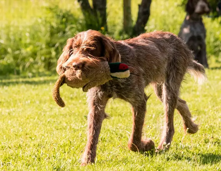 cymeriad spinone Eidalaidd