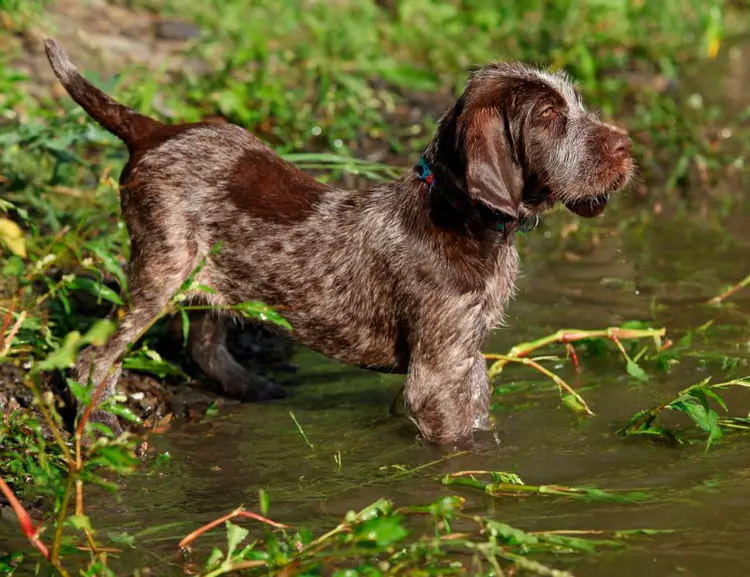 cucciolo di spinone italiano