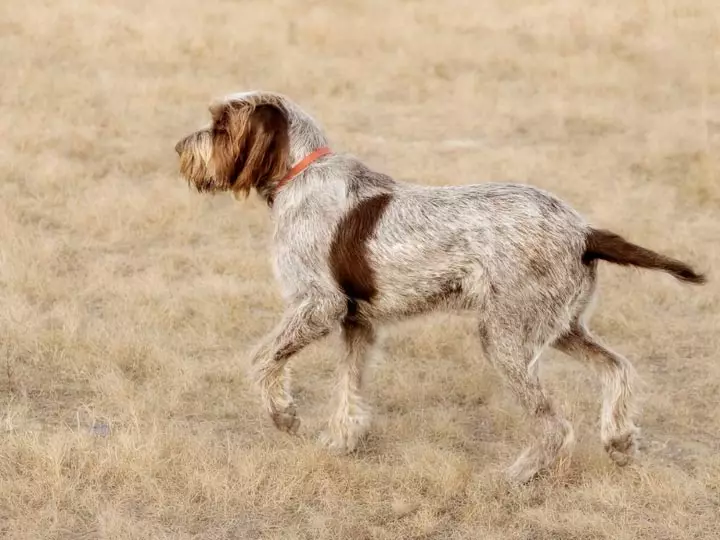 Spinone (Griffon italiano): descrición da raza con fotos e vídeos 4956_5