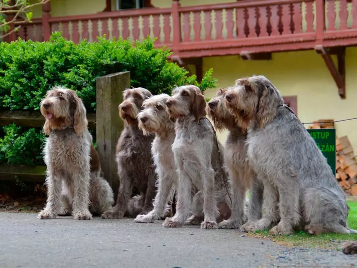 Spinone (İtalyan Griffon): foto və video ilə cinsin təsviri 4956_6