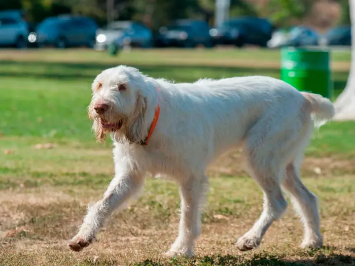 Spinone (Griffon italiano): descrición da raza con fotos e vídeos 4956_7