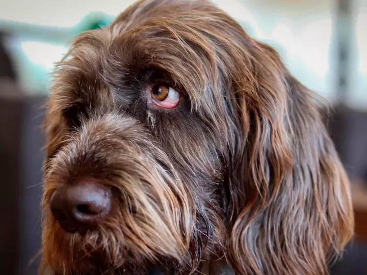 Spinone (Italian Griffon): nkọwa nke ụdị nwere foto na vidiyo 4956_8