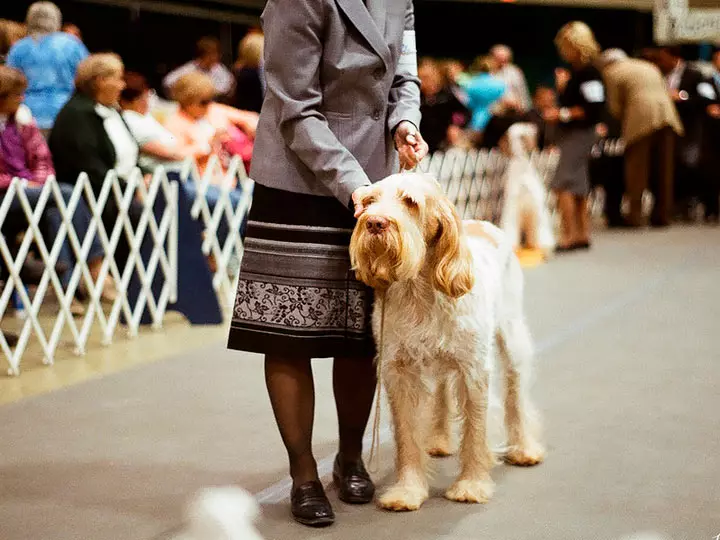 Spinone (Eidaleg Griffon): disgrifiad o'r brîd gyda lluniau a fideos 4956_9