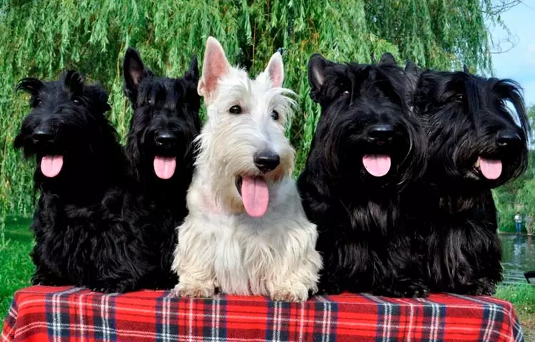 scotch terrier hûnen