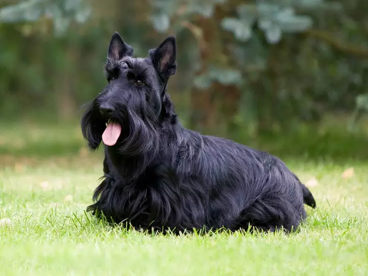 Scottish Terrier (Scottish Terrier): tlhaloso ea mofuta ona o nang le linepe le livideo 4960_10