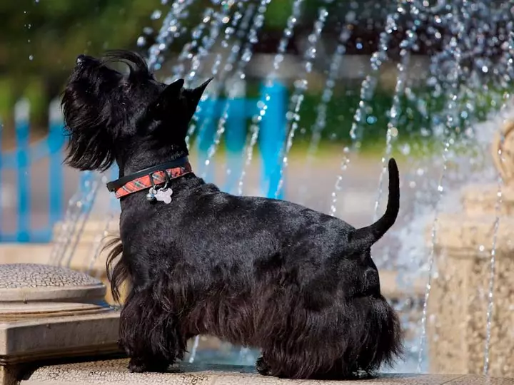 Terrier na hAlban (Terrier na hAlban): tuairisc ar an bpór le grianghraif agus físeáin 4960_11