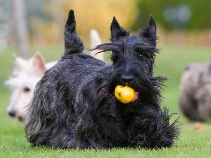 Scottish Terrier (Scottish Terrier): Beschreibung der Rasse mit Fotos und Videos 4960_12