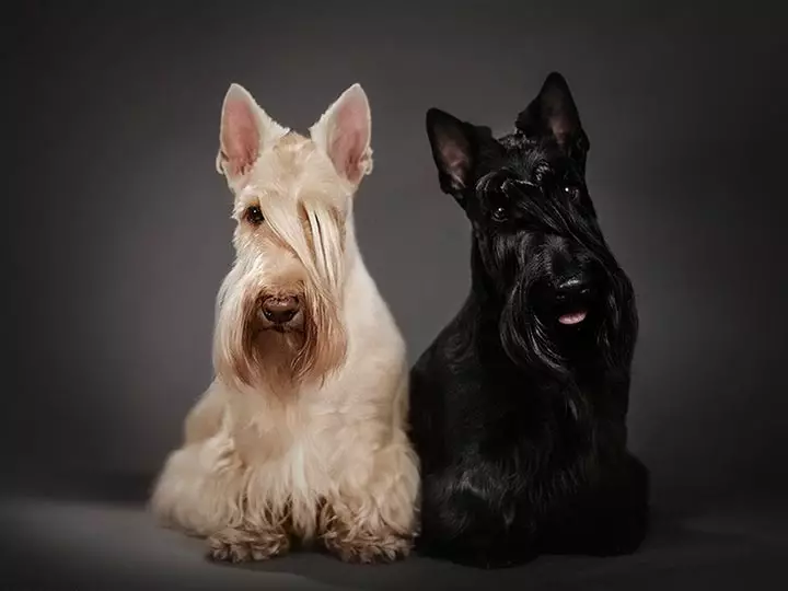 Scottish Terrier (Scottish Terrier): beskrivelse af racen med fotos og videoer 4960_13