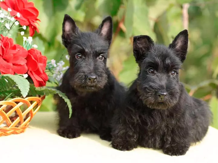 Scottish Terrier (Scottish Terrier): paglalarawan ng lahi na may mga larawan at video 4960_14