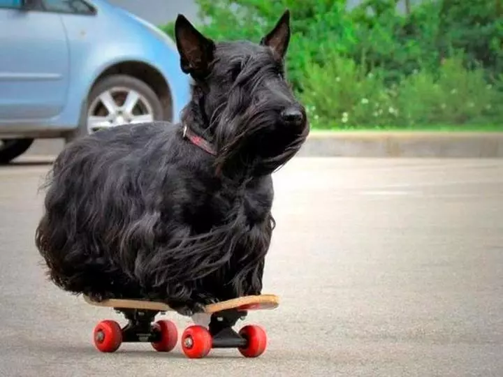 Scottish Terrier (Scottish Terrier): tlhaloso ea mofuta ona o nang le linepe le livideo 4960_15