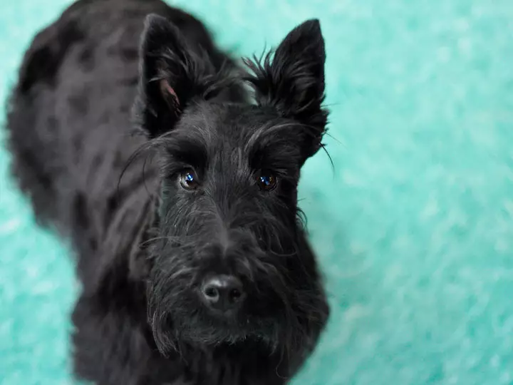 Inzitizi ya Scottish (Terrier Scottish): ibisobanuro byubwoko hamwe namafoto na videwo 4960_16