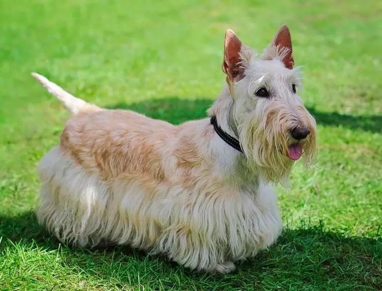 ingano ya scotch terrier