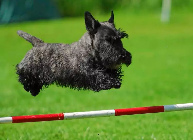 Agilidade do scotch terrier