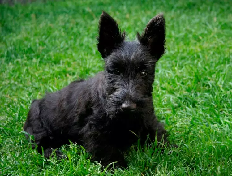 Scotch terrier puppy