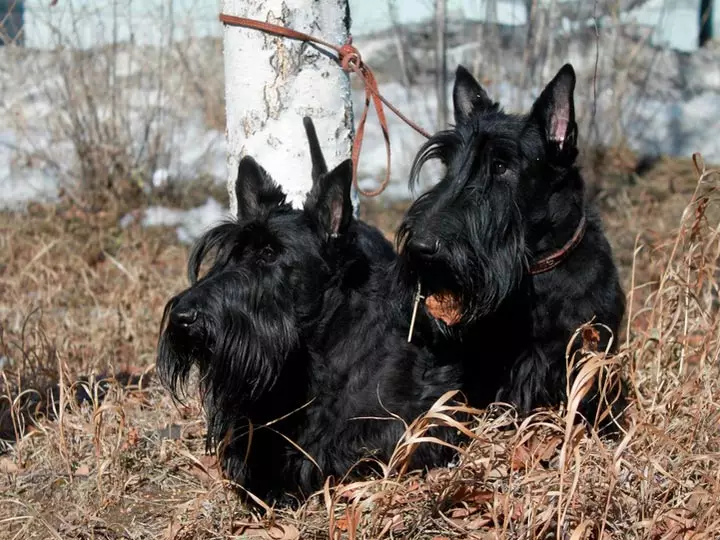 Scottish Terrier (Scottish Terrier): tlhaloso ea mofuta ona o nang le linepe le livideo 4960_5